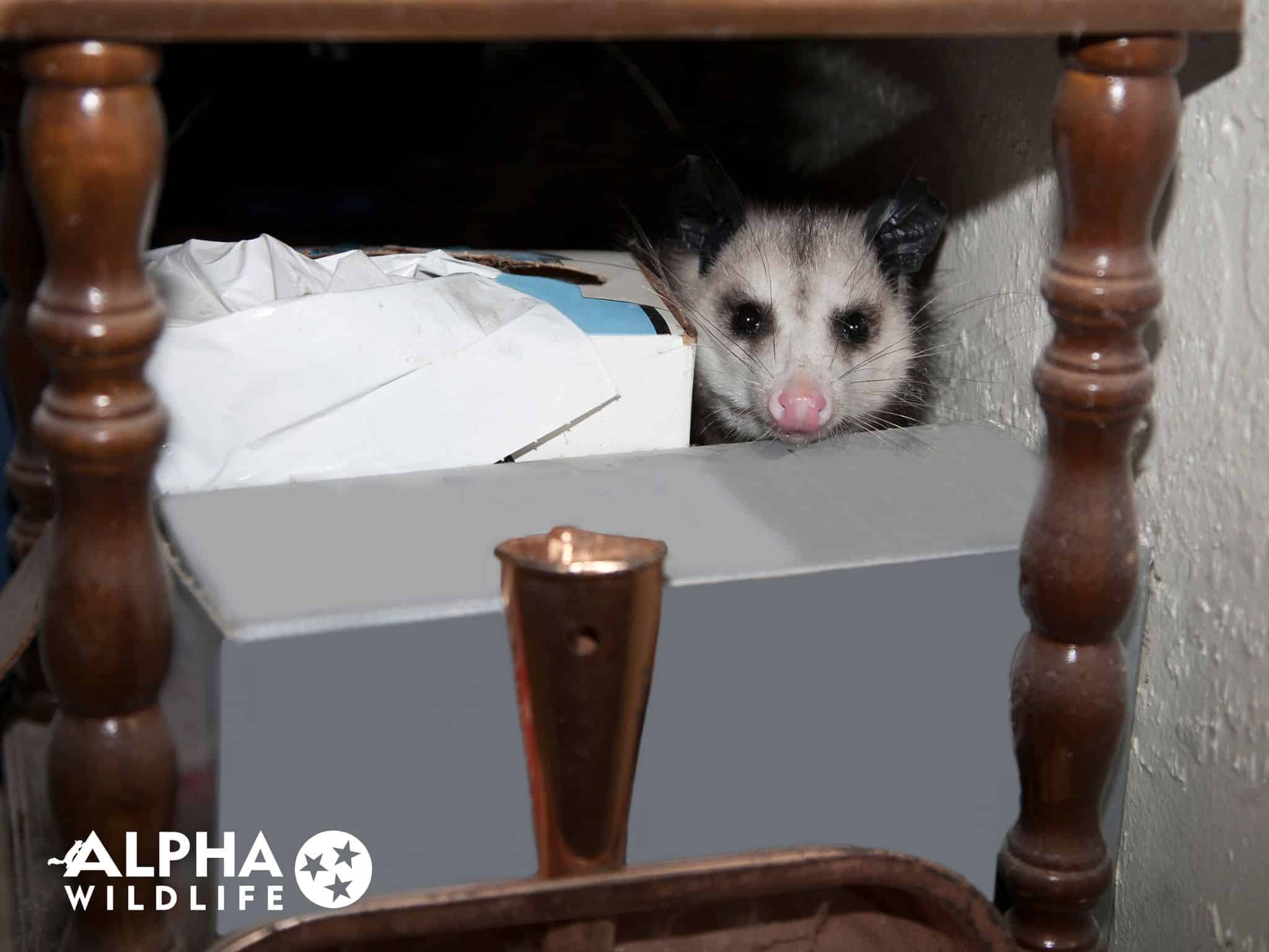 Best Possum Removal Chattanooga TN