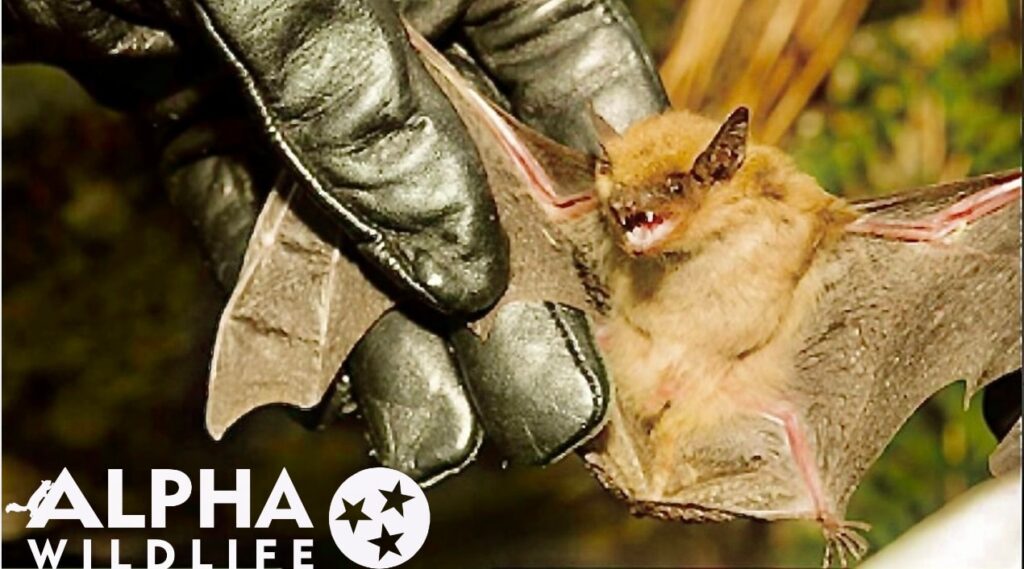 Bat Removal Chattanooga TN | Humane Bat Control