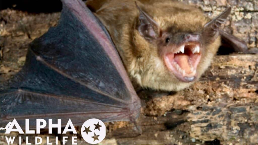 Bat Removal Chattanooga TN | Humane Bat Control