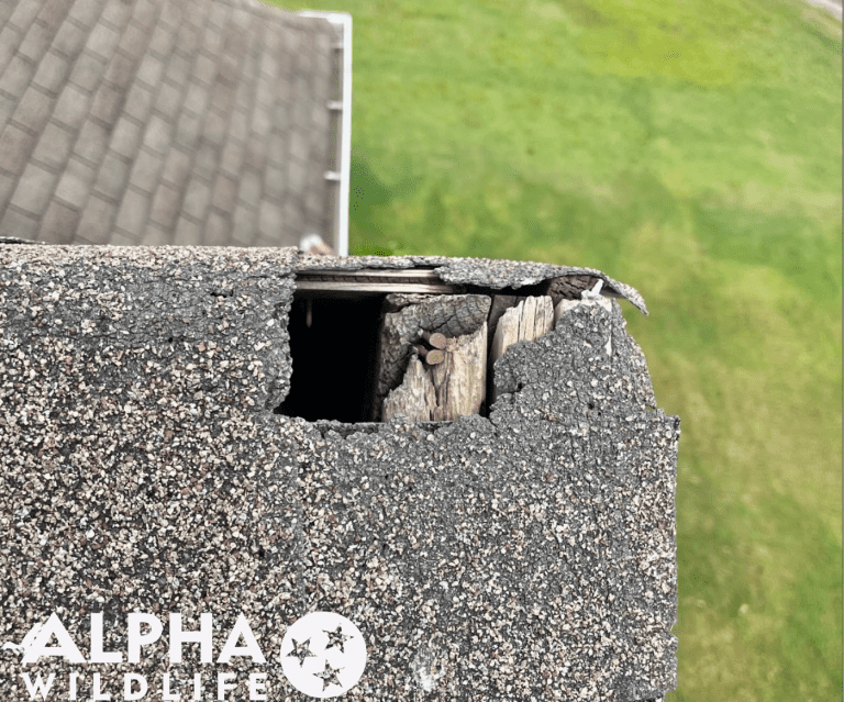 Squirrel, Raccoon, & Skunk Removal Memphis | Alpha Wildlife