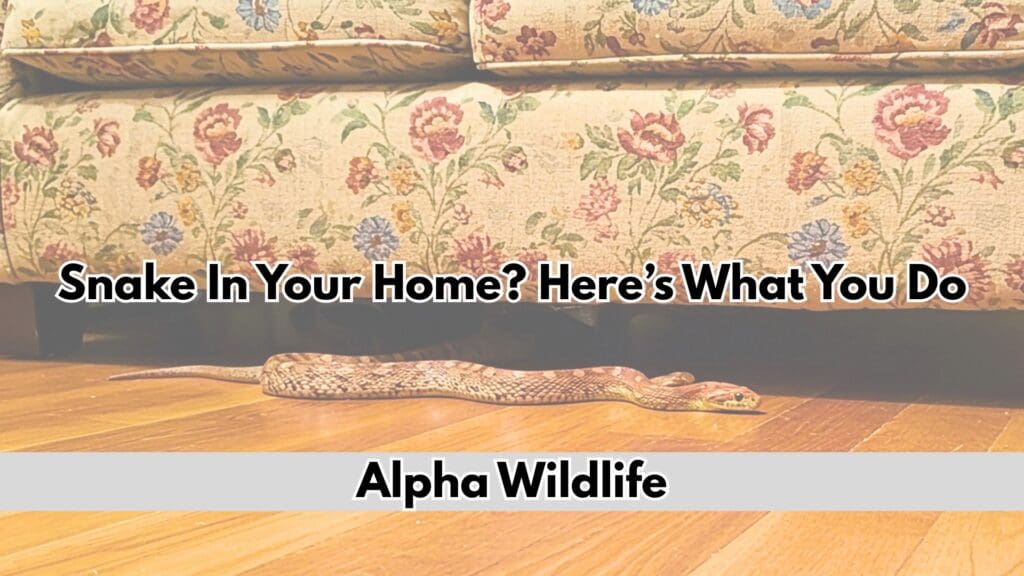 Found a Snake in Your House? Here’s Exactly What to Do Next